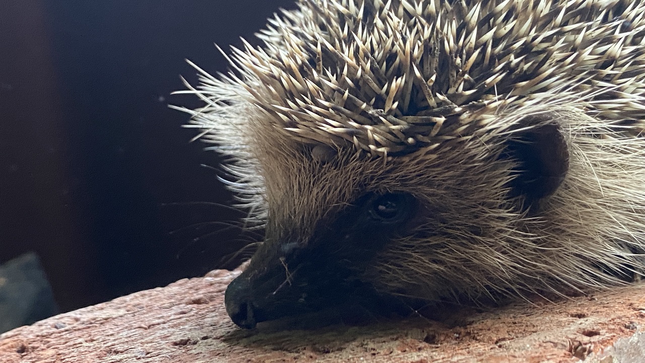 Igel in Not: Interview mit Tanja Franz – RADIO SCHLAGERPARADIES