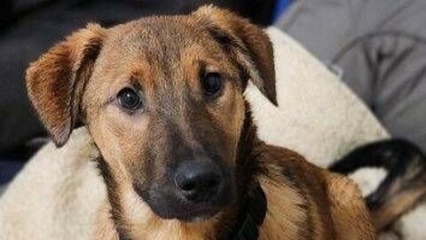 Amos sucht ein Zuhause – RADIO SCHLAGERPARADIES